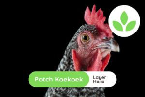 Potch Koekoek chickens for sale