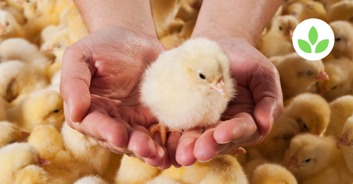 Broiler ROSS 308 Day-Old Chicks: A Profitable Opportunity for Farmers ...